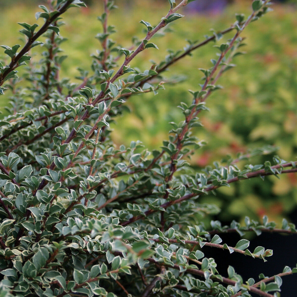 Cotoneaster Horizontalis Variegatus Northern Borders Variegated Rockspray Cotoneaster | SiteOne US